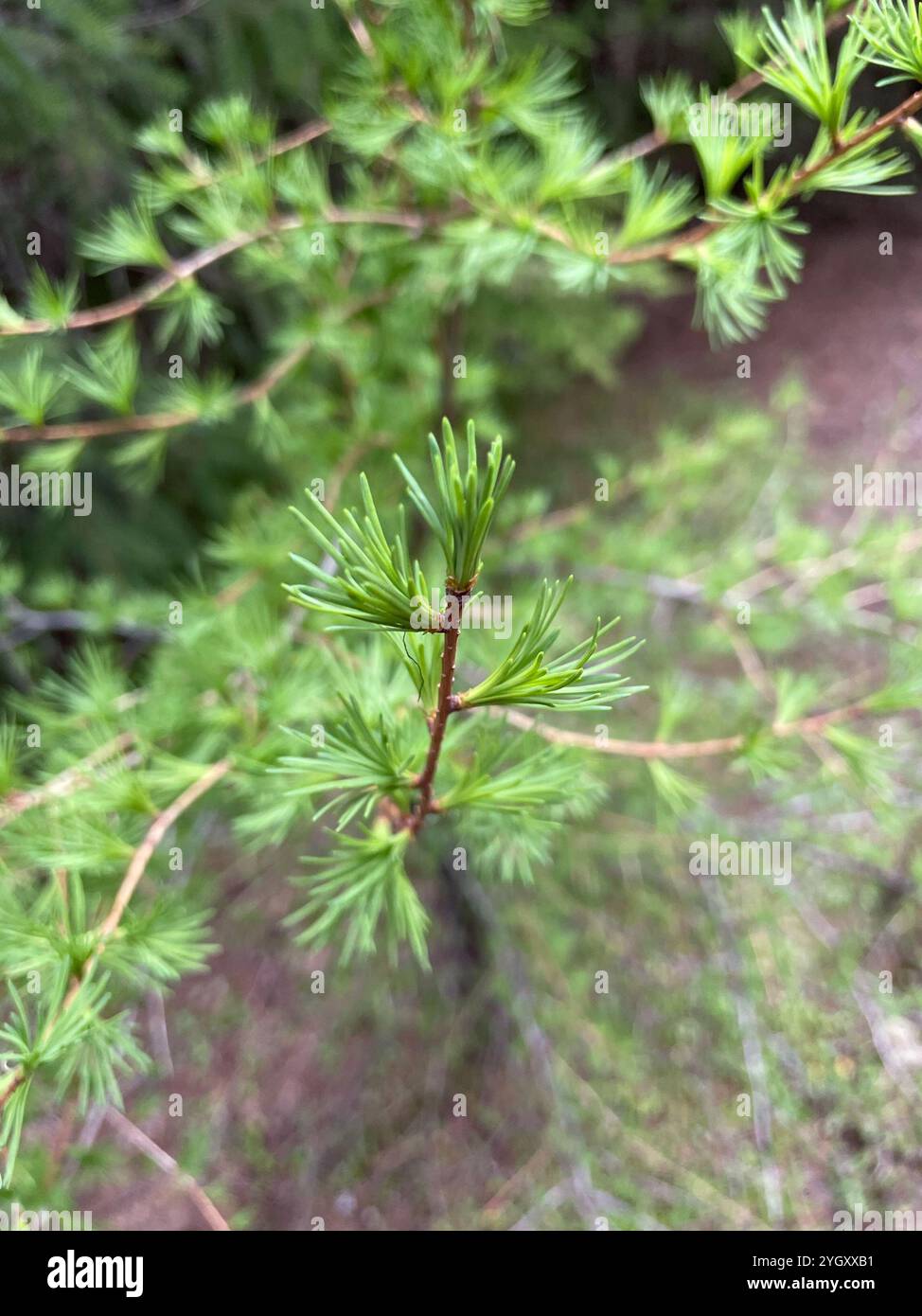 western larch (Larix occidentalis Stock Photo - Alamy