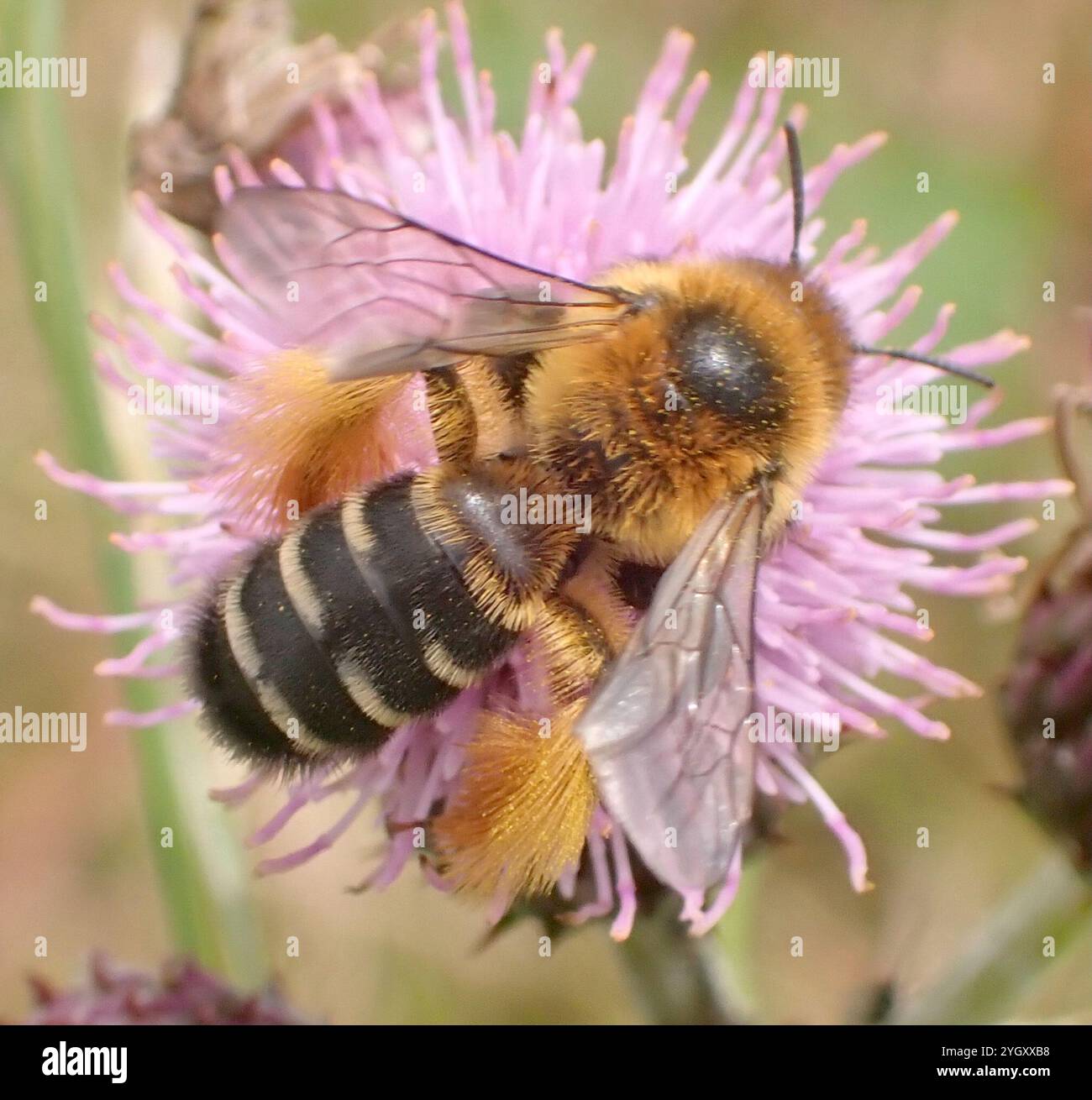 Common Pantaloon Bee (Dasypoda hirtipes Stock Photo - Alamy