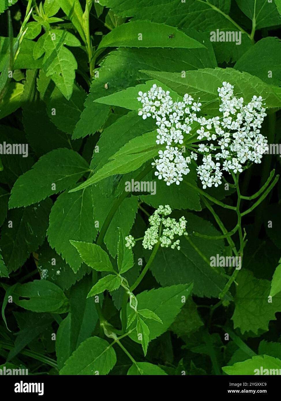 Goutweed (Aegopodium podagraria Stock Photo - Alamy