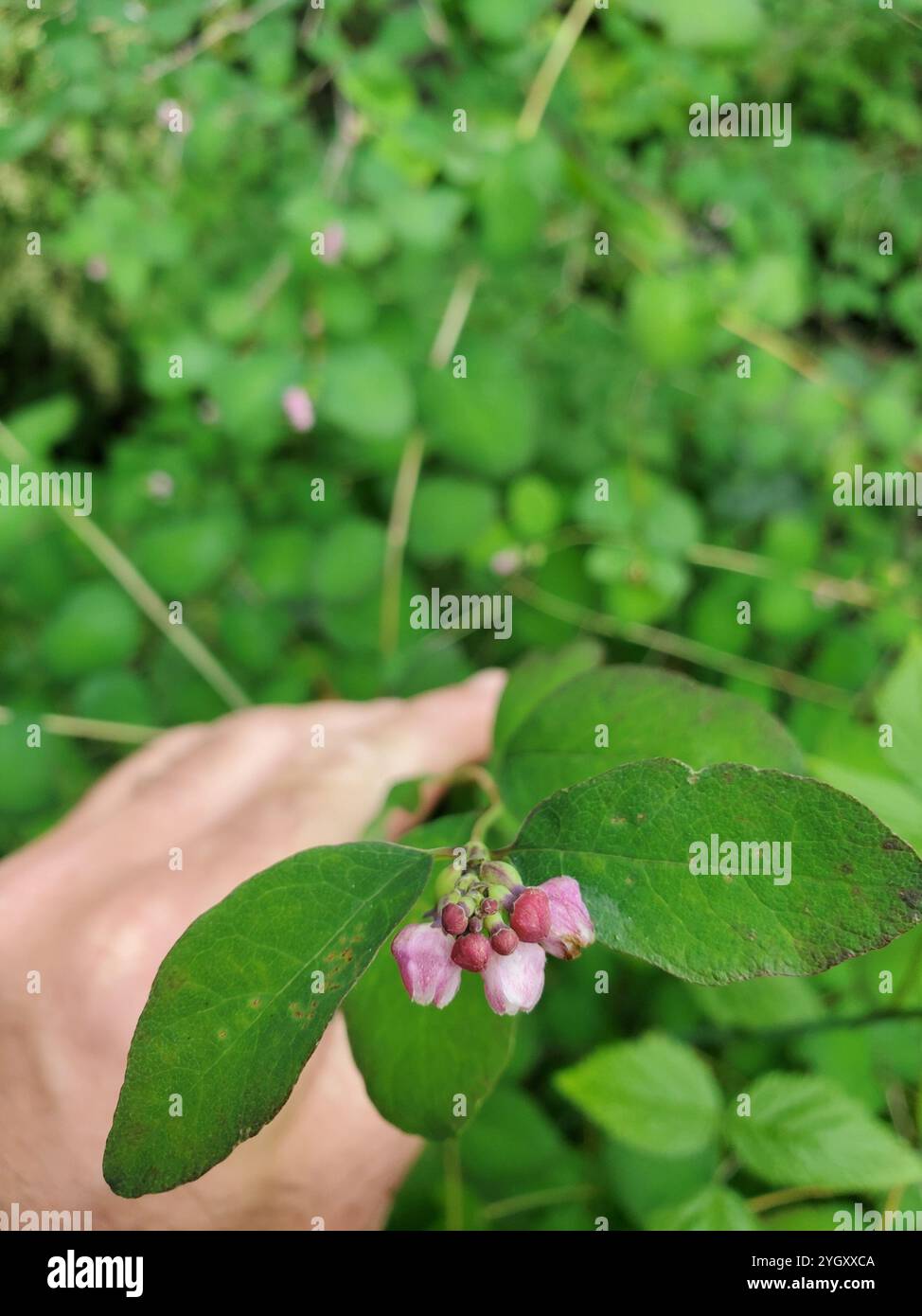Common Snowberry (Symphoricarpos albus Stock Photo - Alamy