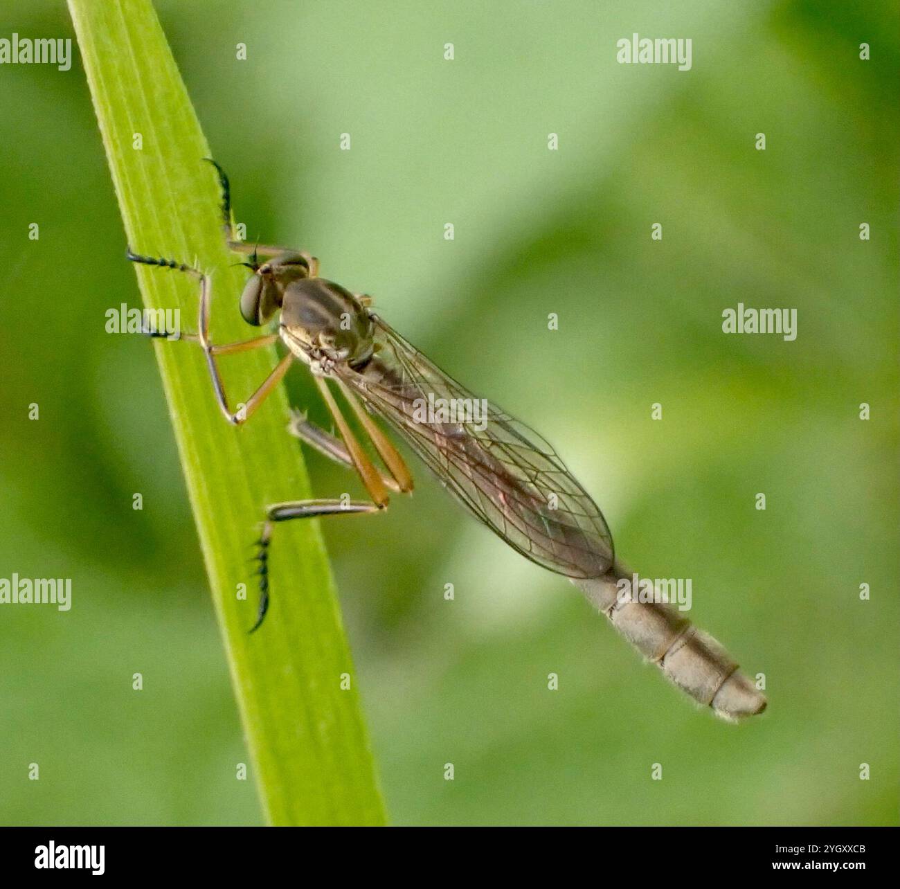 Slender Striped Robberfly (Leptogaster cylindrica Stock Photo - Alamy