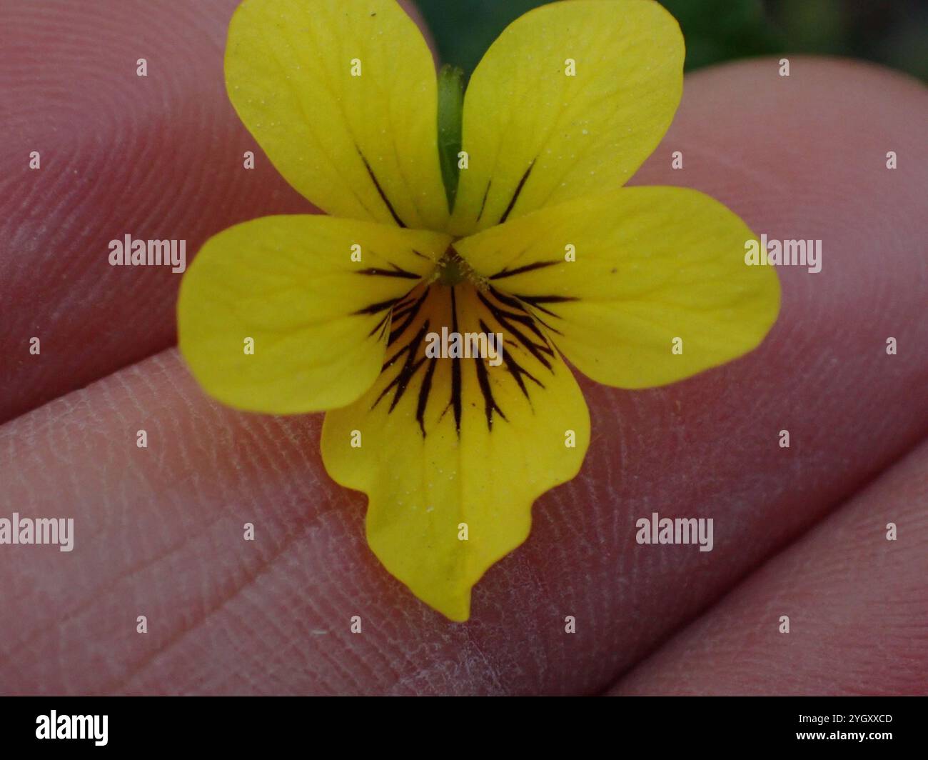 stream violet (Viola glabella Stock Photo - Alamy