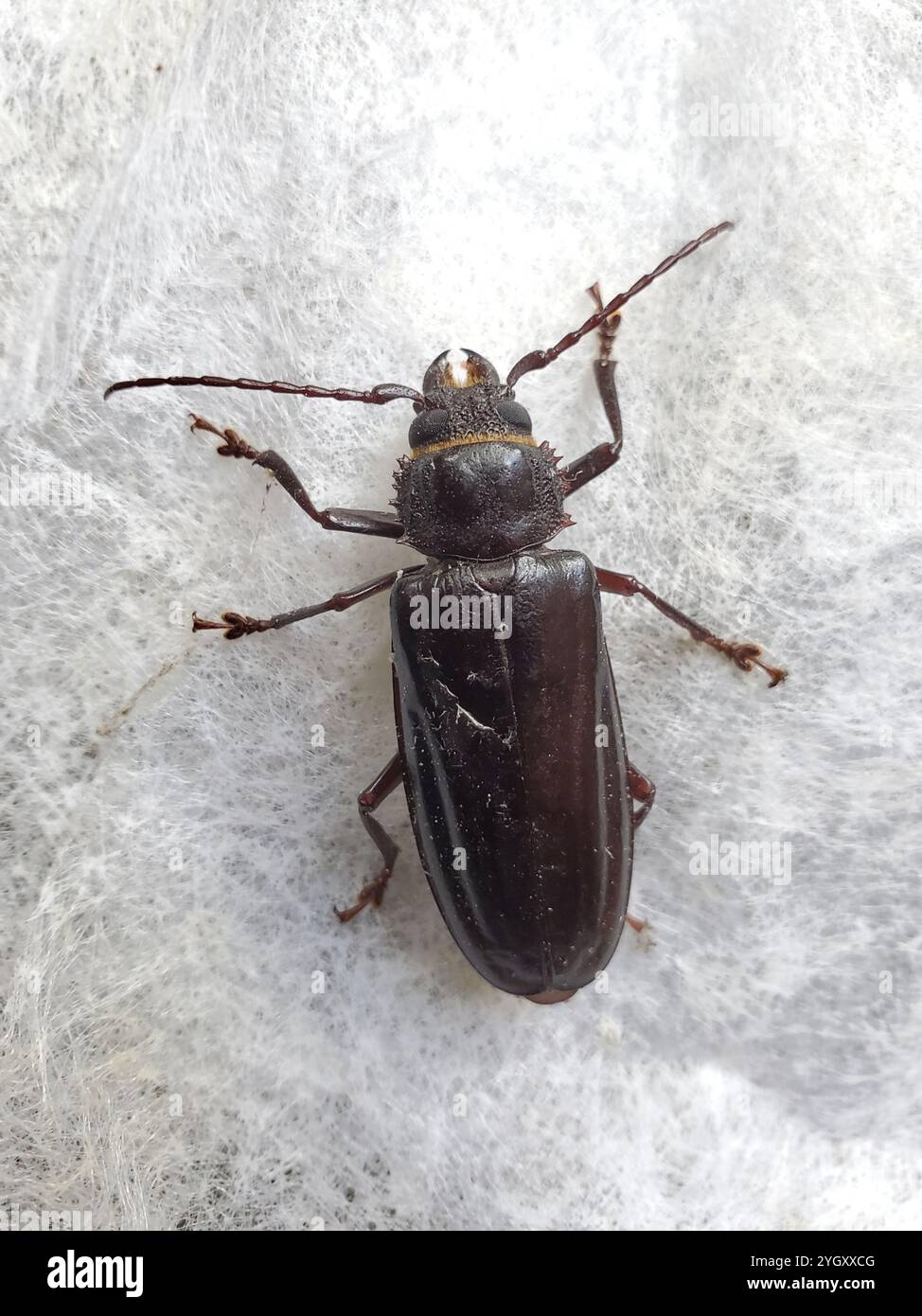 Hardwood Stump Borer (Mallodon dasystomus Stock Photo - Alamy
