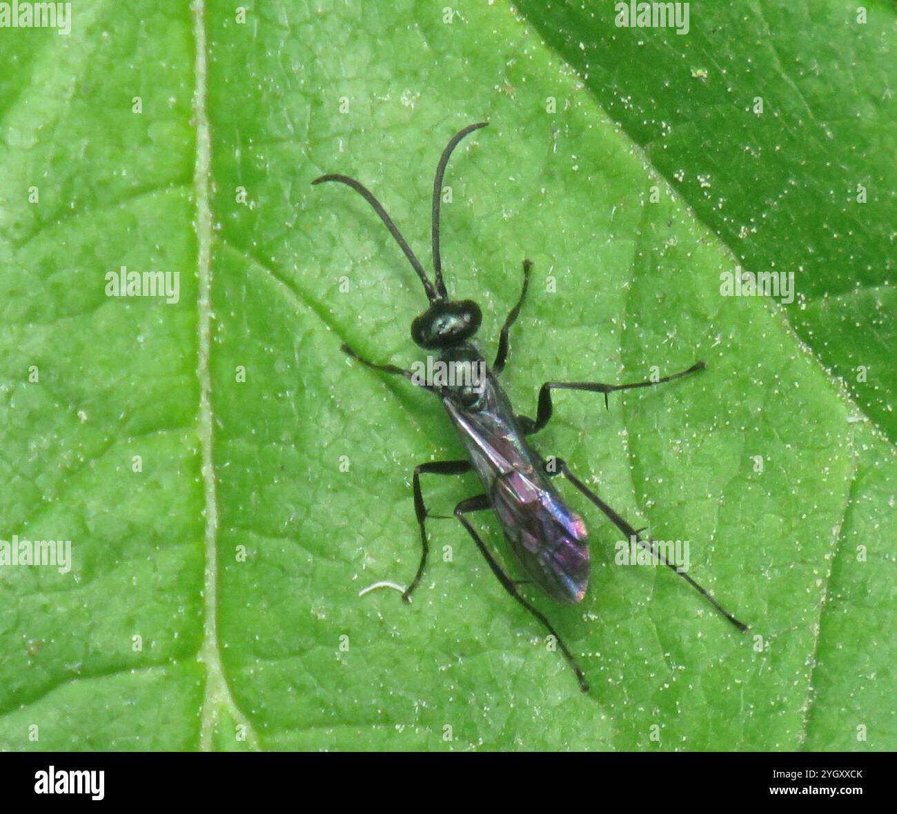 Spider Wasps (Pompilidae Stock Photo - Alamy