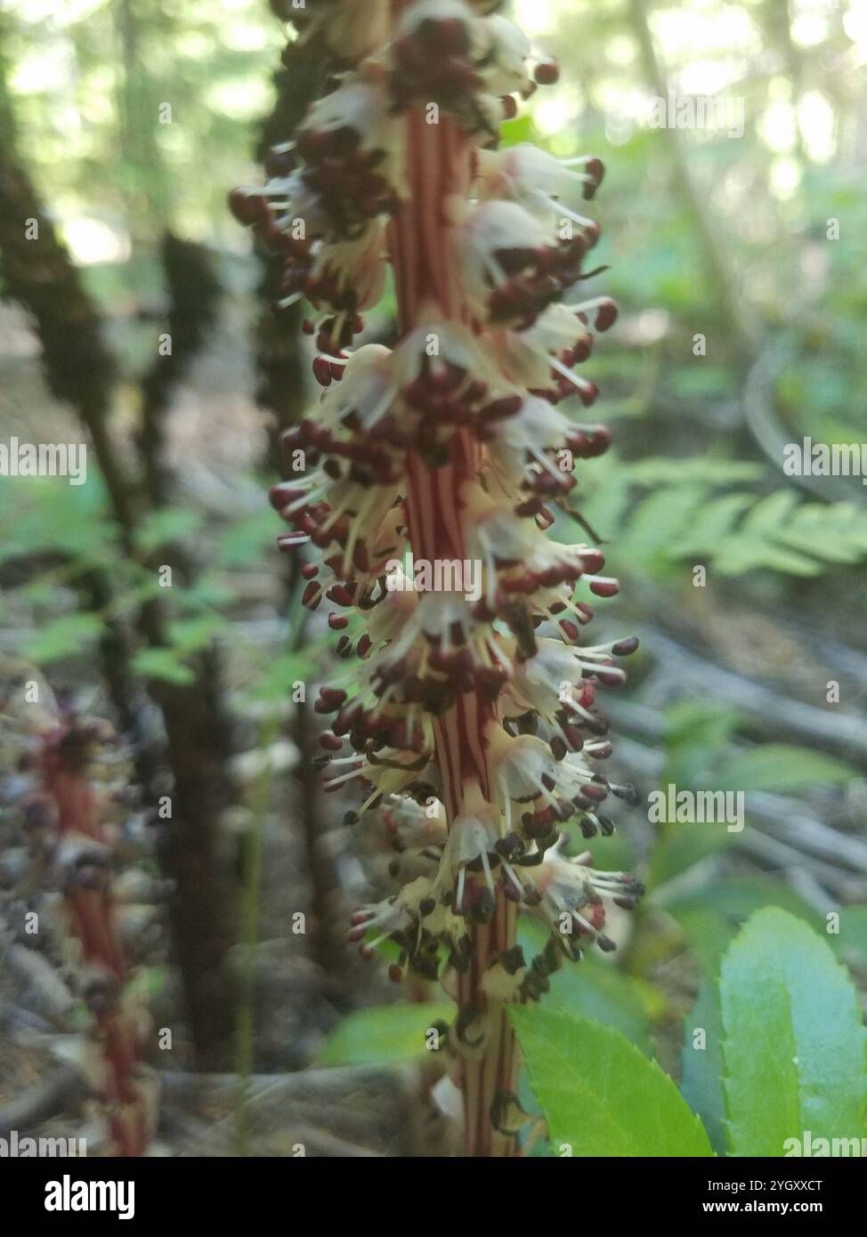 sugarstick (Allotropa virgata Stock Photo - Alamy