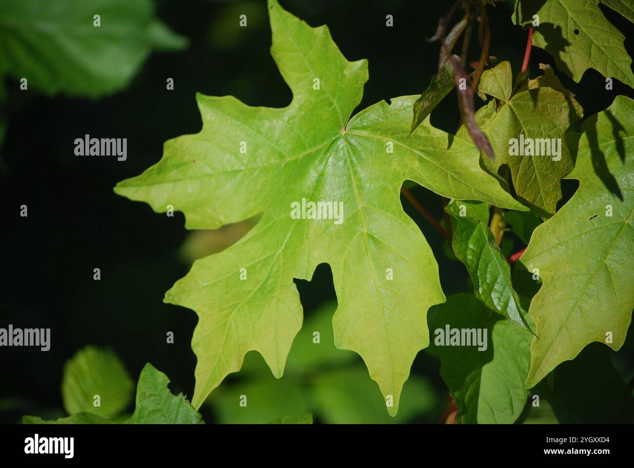 bigleaf maple (Acer macrophyllum Stock Photo - Alamy