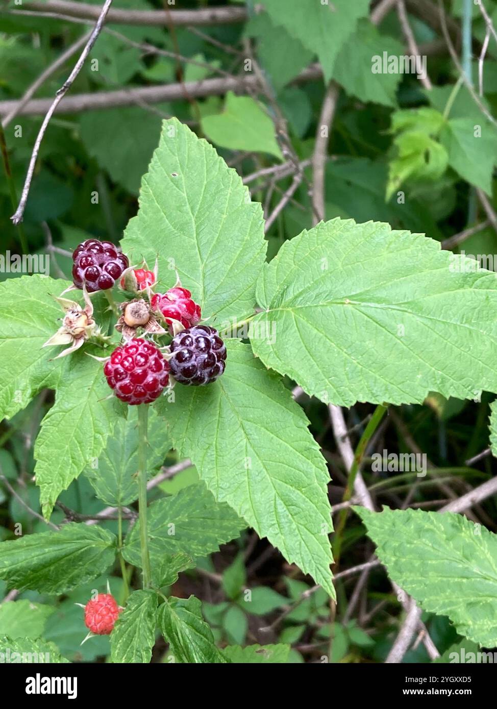 black raspberry (Rubus occidentalis Stock Photo - Alamy