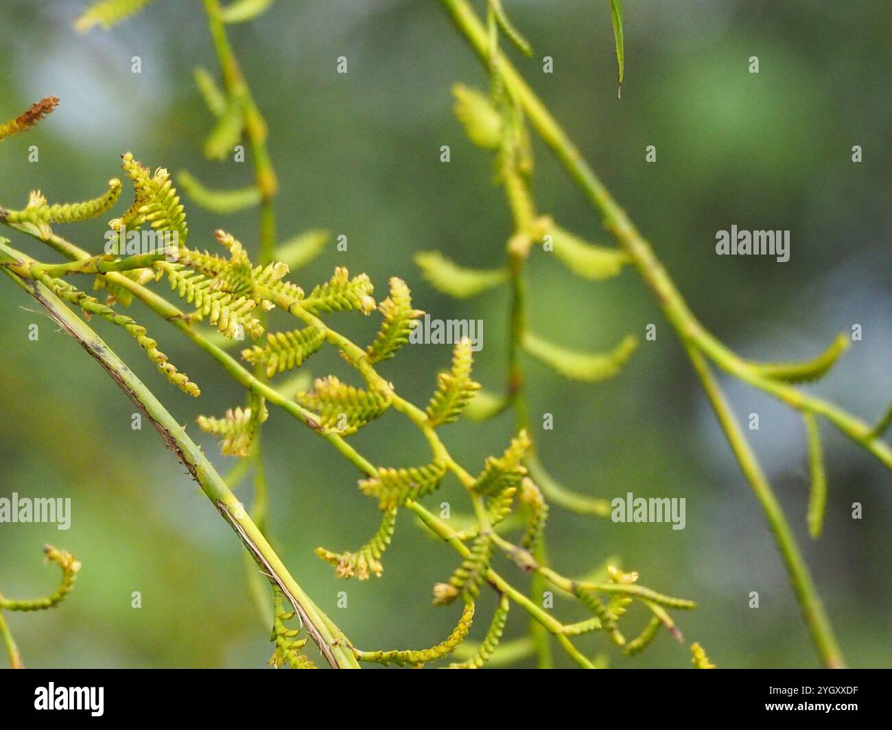 Yellow Rotang Palm (Calamus formosanus Stock Photo - Alamy