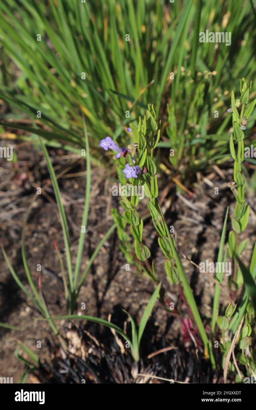 Scutellaria parvula hi-res stock photography and images - Alamy