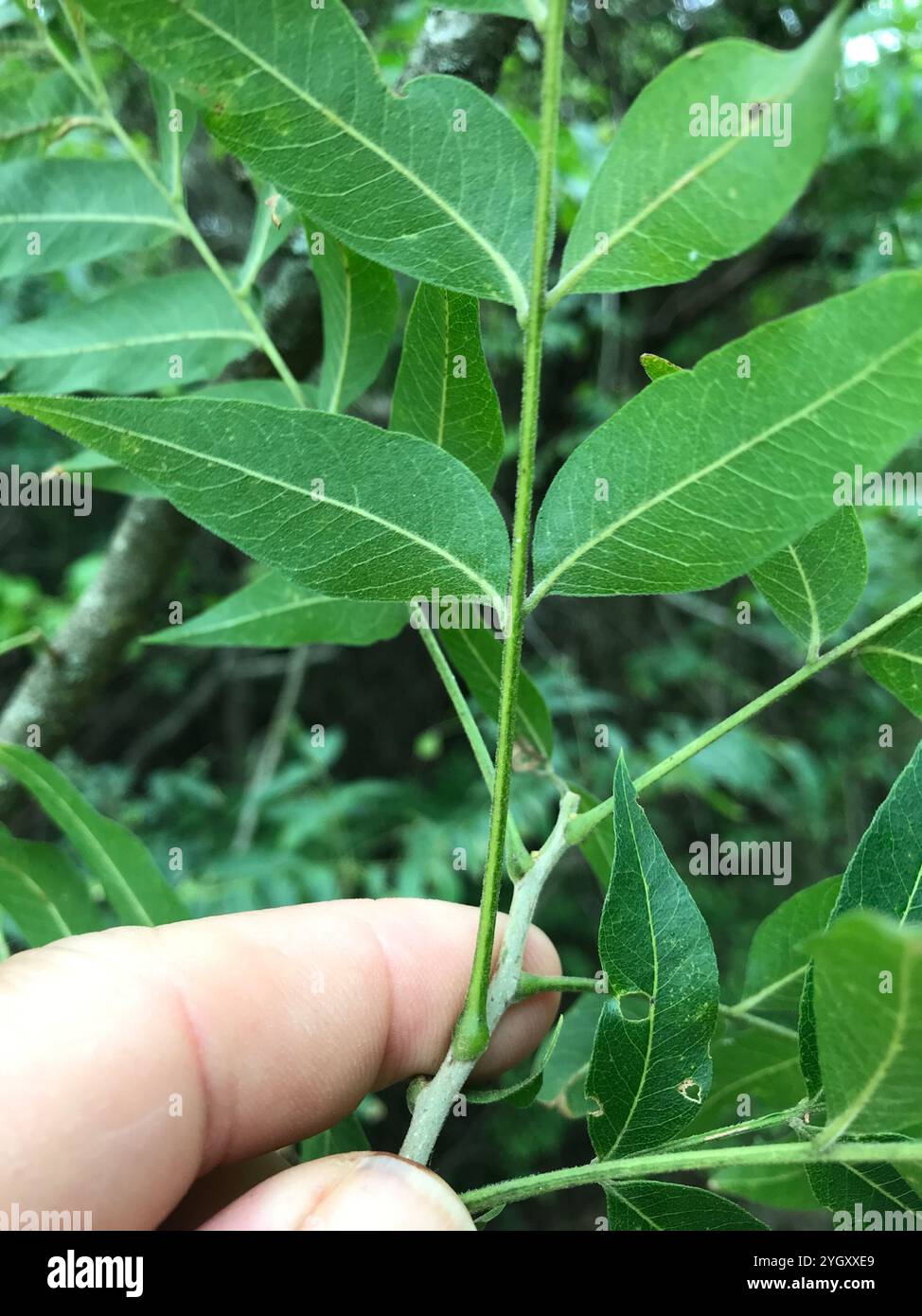 Sapindus drummondii hi-res stock photography and images - Alamy