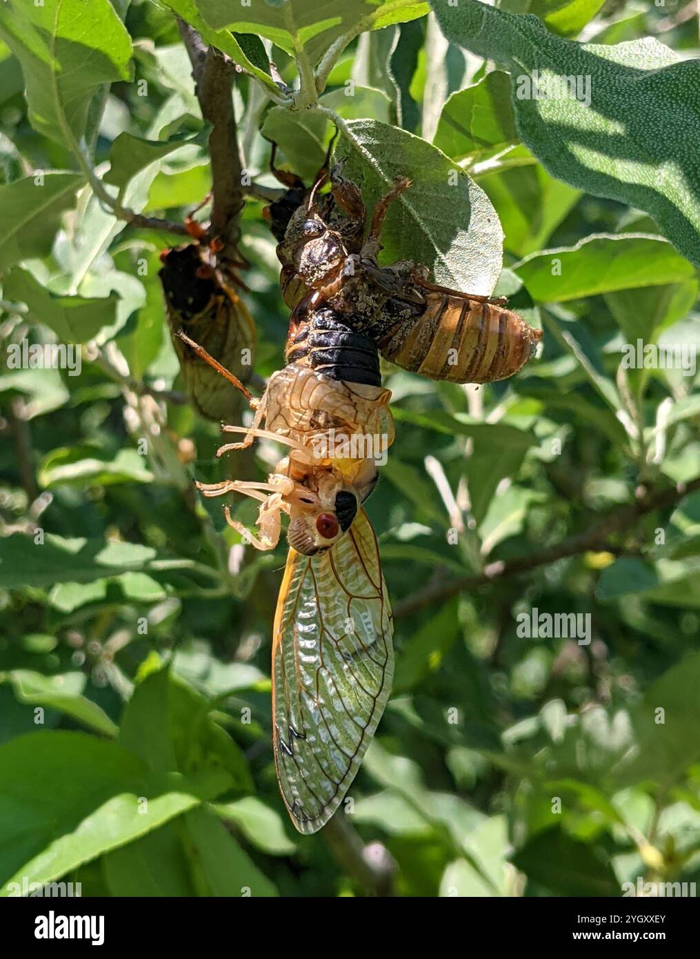 Pharaoh Cicada (Magicicada septendecim Stock Photo - Alamy