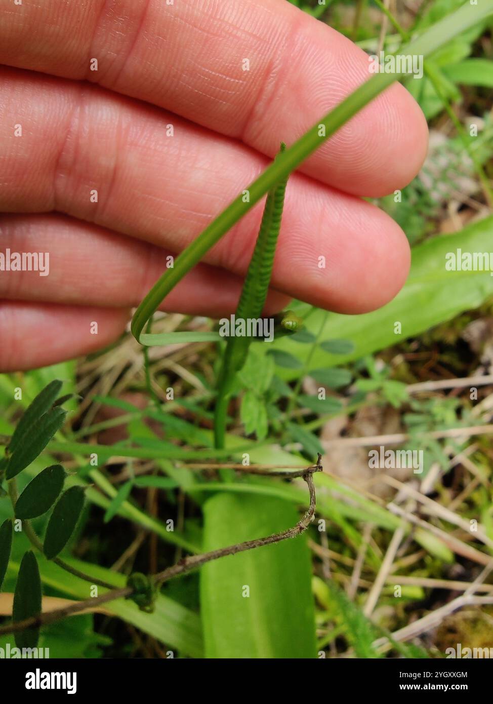 southern adder's-tongue (Ophioglossum vulgatum Stock Photo - Alamy