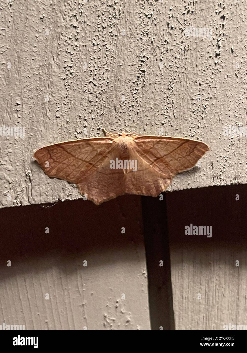 Besma moth hi-res stock photography and images - Alamy