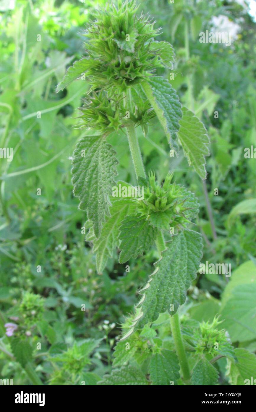 Black horehound (Ballota nigra Stock Photo - Alamy