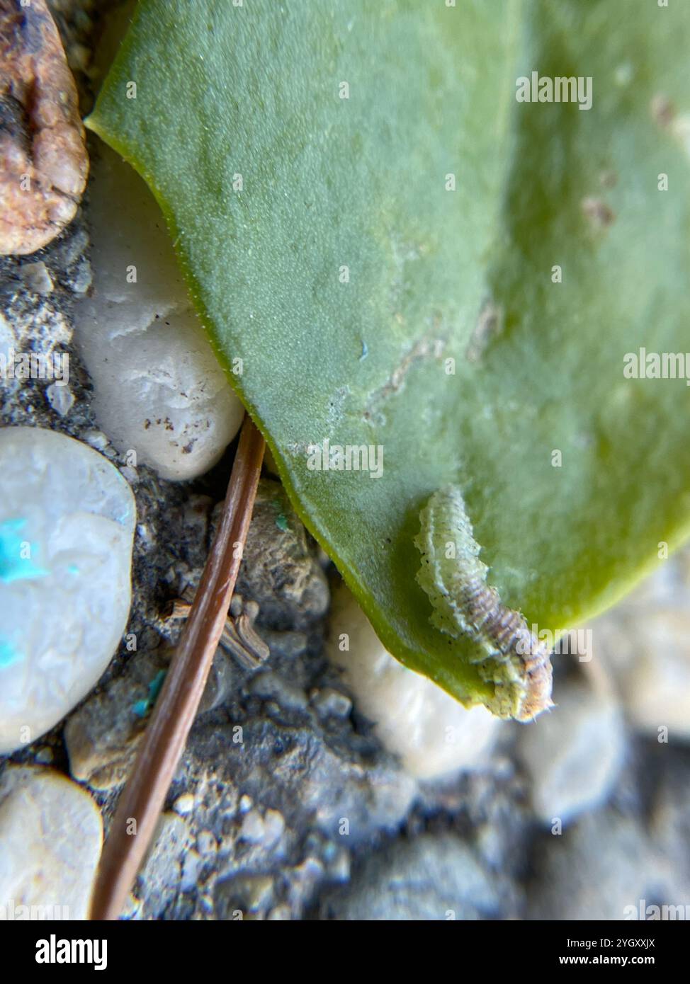 Large-tailed Aphideater (Eupeodes volucris Stock Photo - Alamy