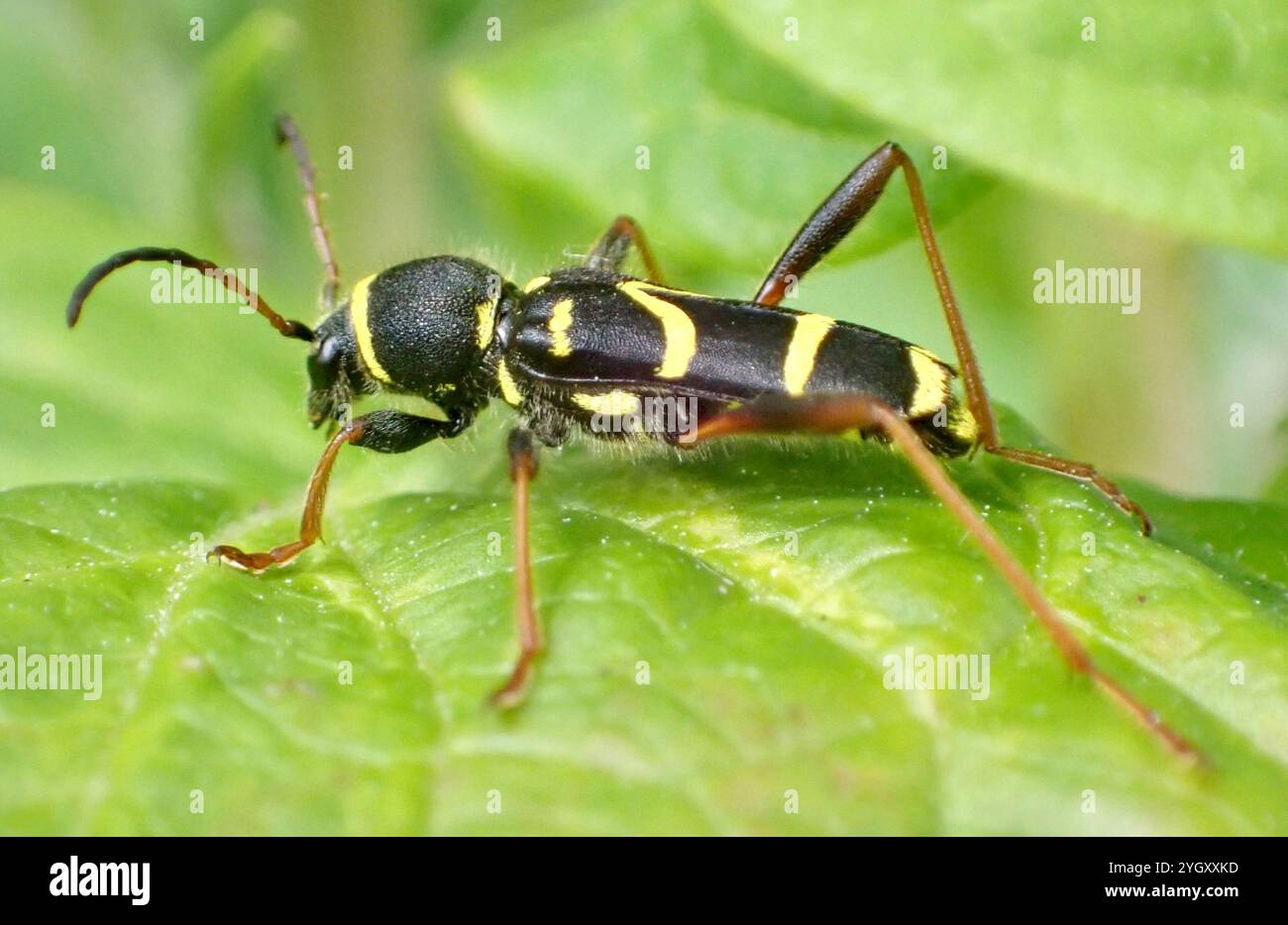 Wasp Beetle (Clytus arietis Stock Photo - Alamy