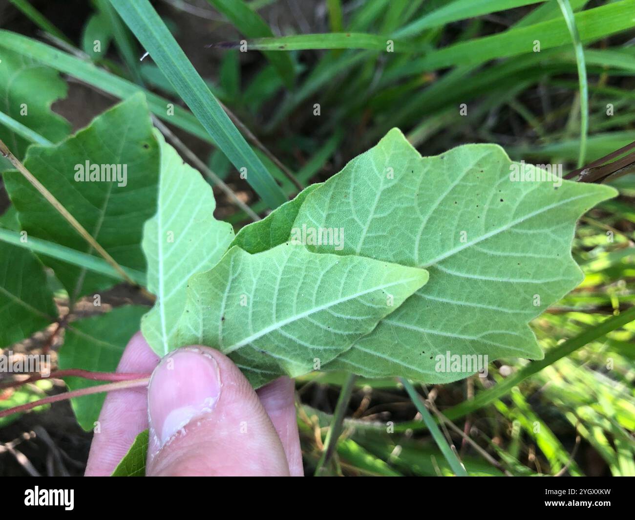 Atlantic poison oak (Toxicodendron pubescens Stock Photo - Alamy