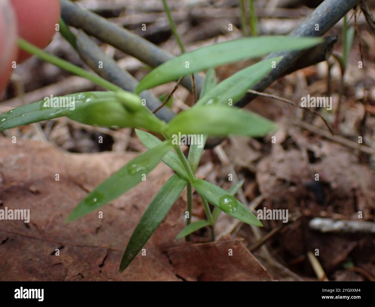 Largeleaf Sandwort (Moehringia macrophylla Stock Photo - Alamy