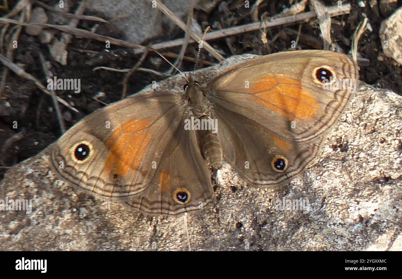 Red Satyr (Cissia rubricata Stock Photo - Alamy
