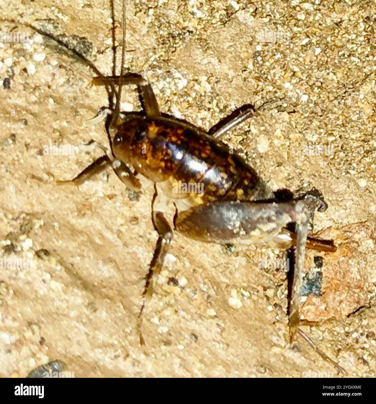 Camel Crickets (Ceuthophilus Stock Photo - Alamy
