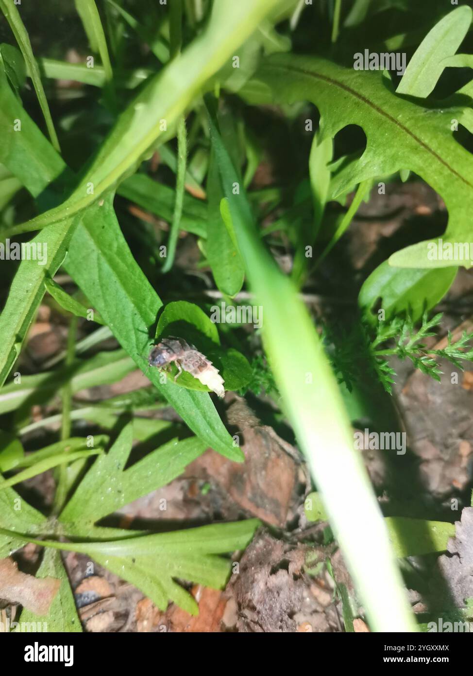 European Glow-worm (Lampyris noctiluca Stock Photo - Alamy