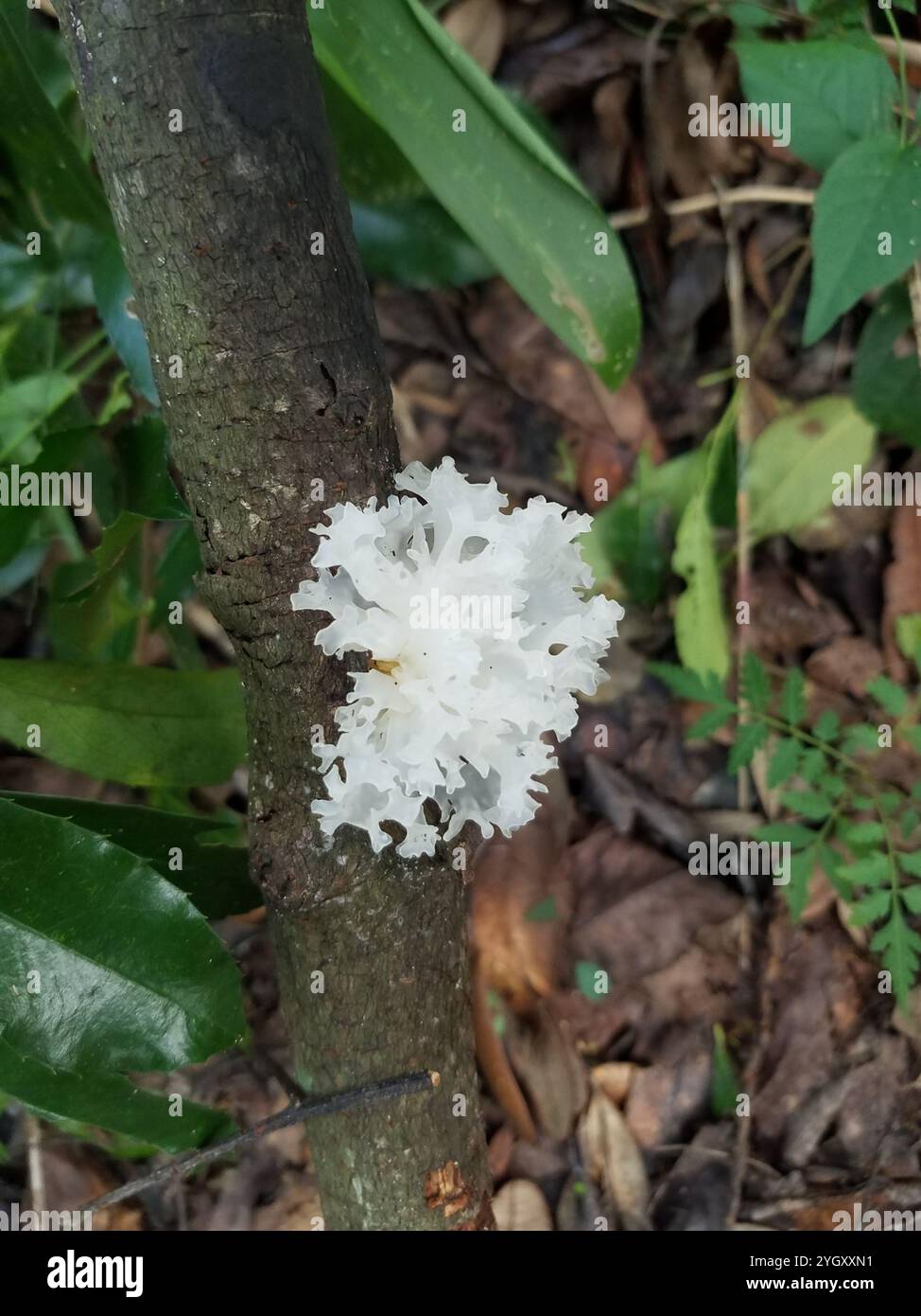 snow fungus (Tremella fuciformis Stock Photo - Alamy
