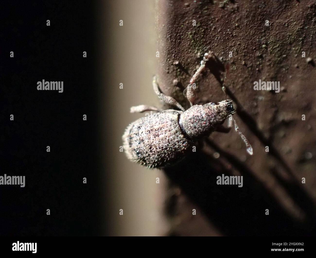 Strawberry Root Weevil (Sciaphilus asperatus Stock Photo - Alamy