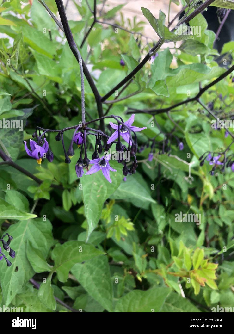 bittersweet nightshade (Solanum dulcamara Stock Photo - Alamy