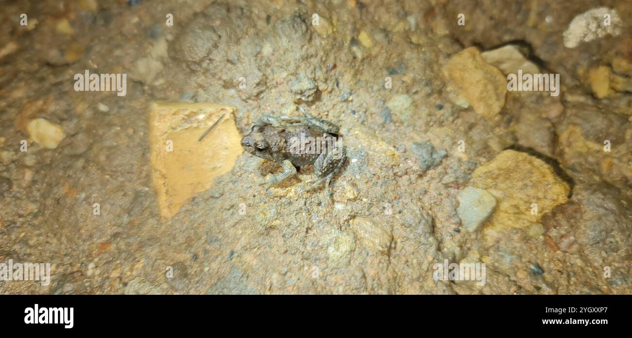 Common Eastern Froglet (Crinia signifera Stock Photo - Alamy