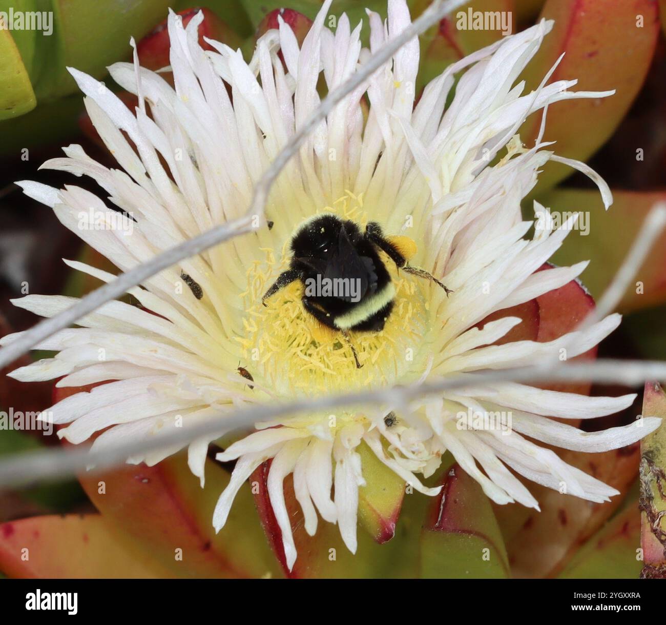 Yellow-faced Bumble Bee (Bombus vosnesenskii Stock Photo - Alamy