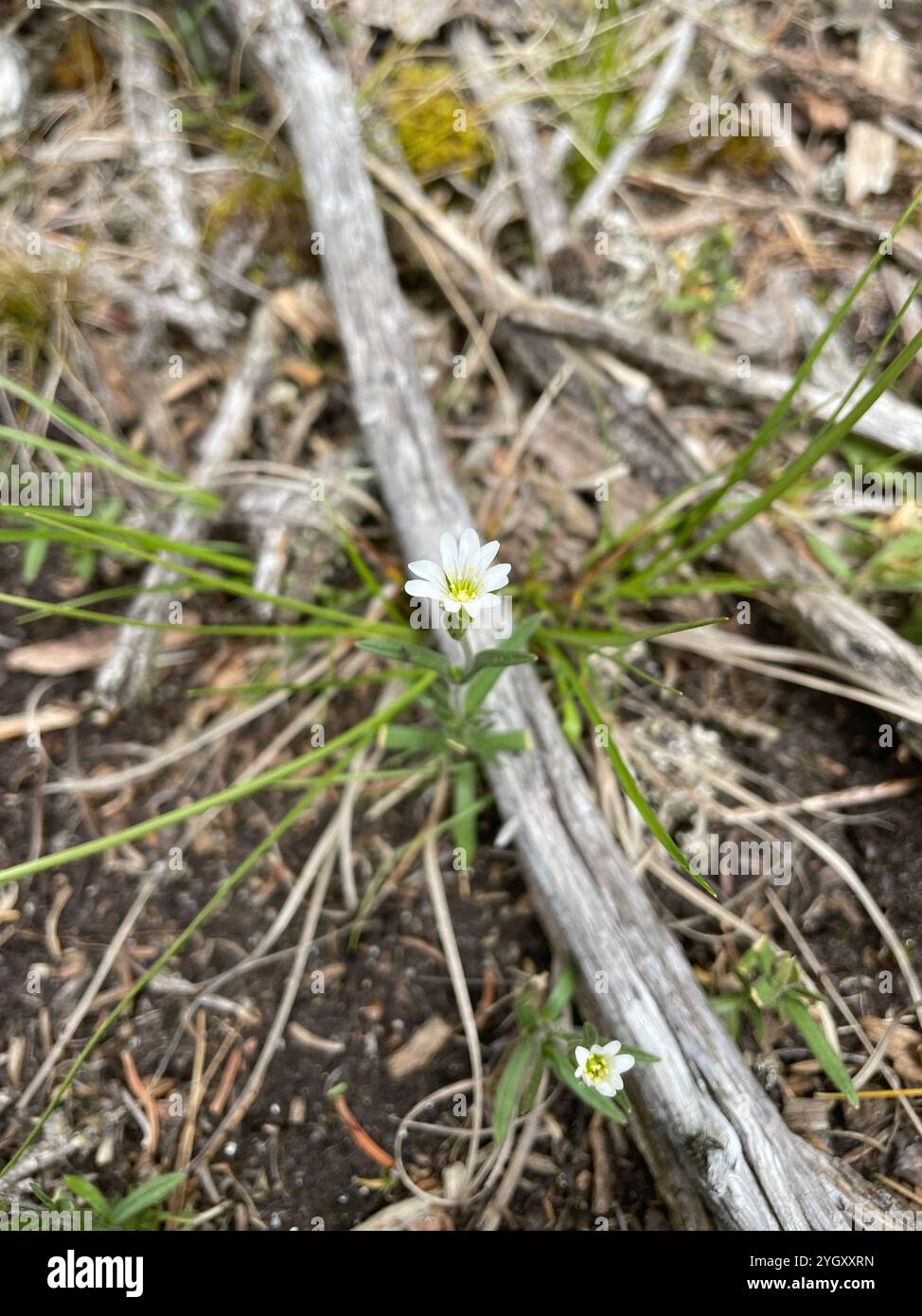 field chickweed (Cerastium arvense Stock Photo - Alamy