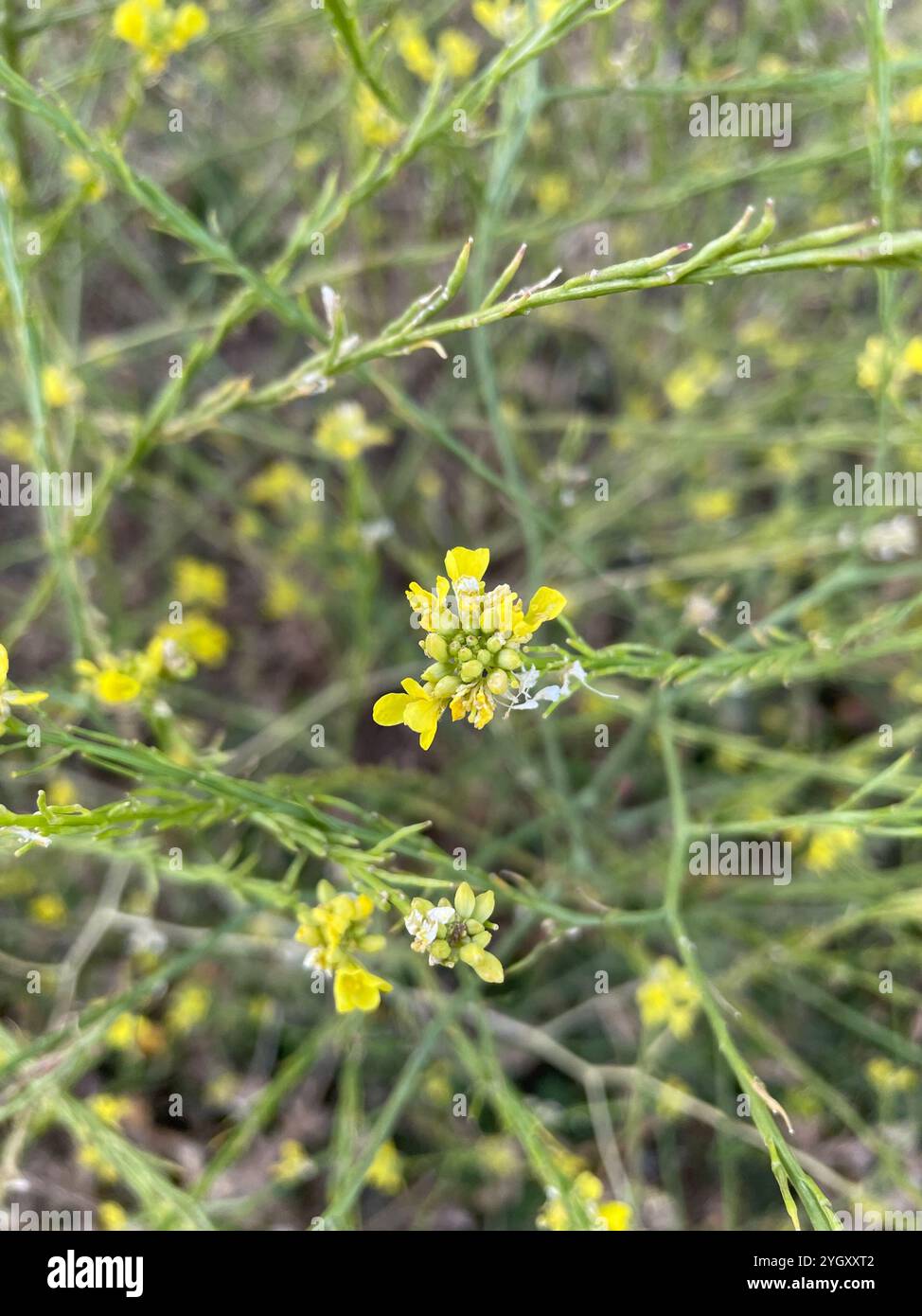 mustard family (Brassicaceae Stock Photo - Alamy