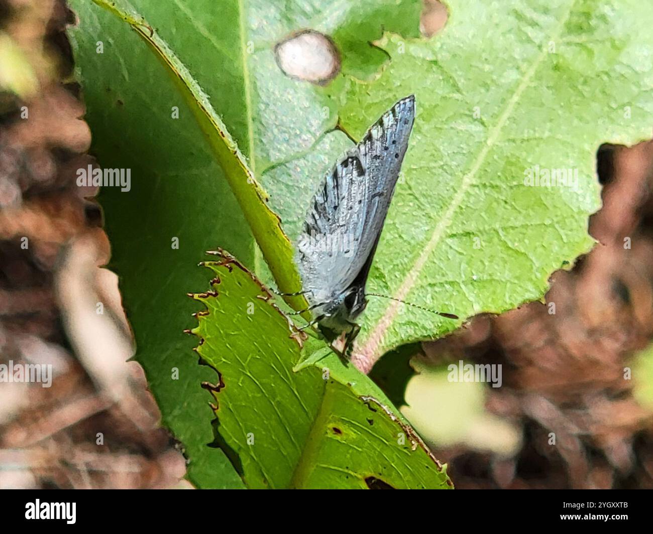 Echo Azure (Celastrina echo Stock Photo - Alamy