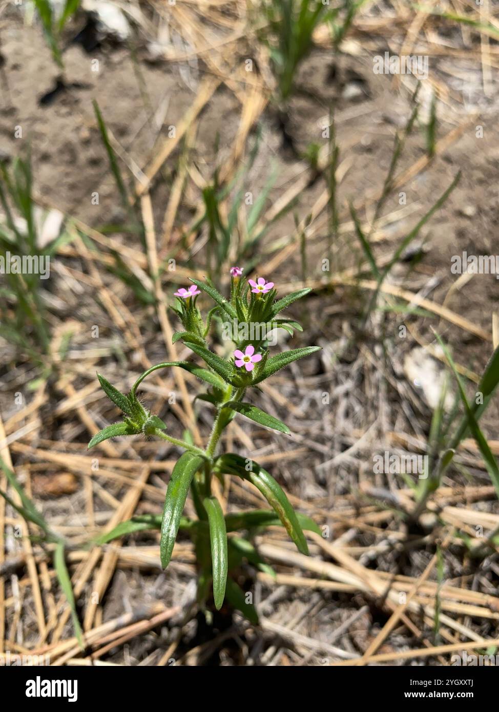 slender phlox (Microsteris gracilis Stock Photo - Alamy