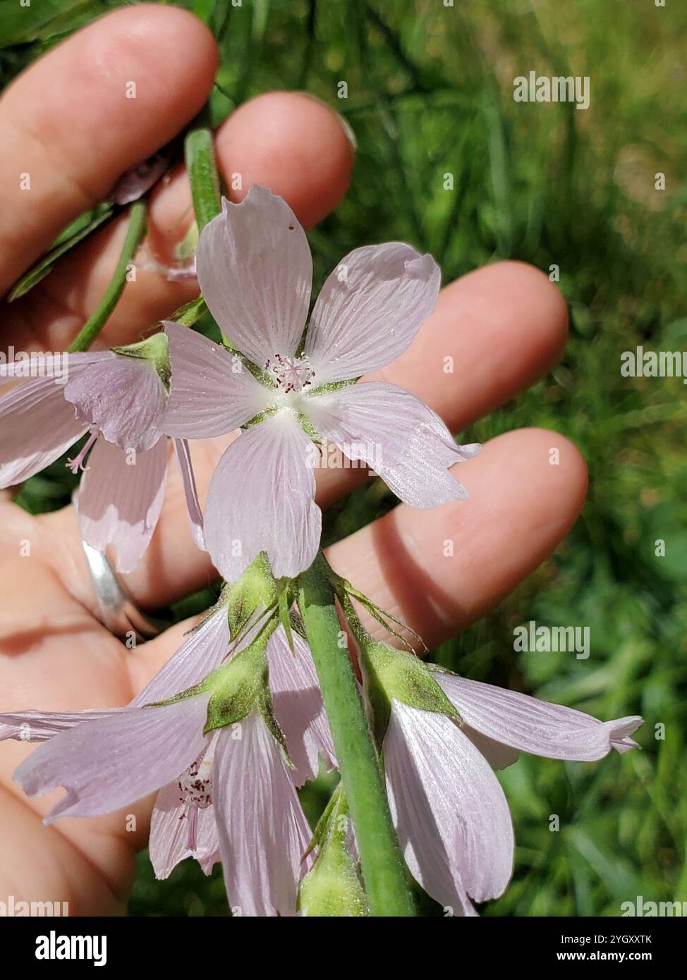 Meadow checker mallow hi-res stock photography and images - Alamy