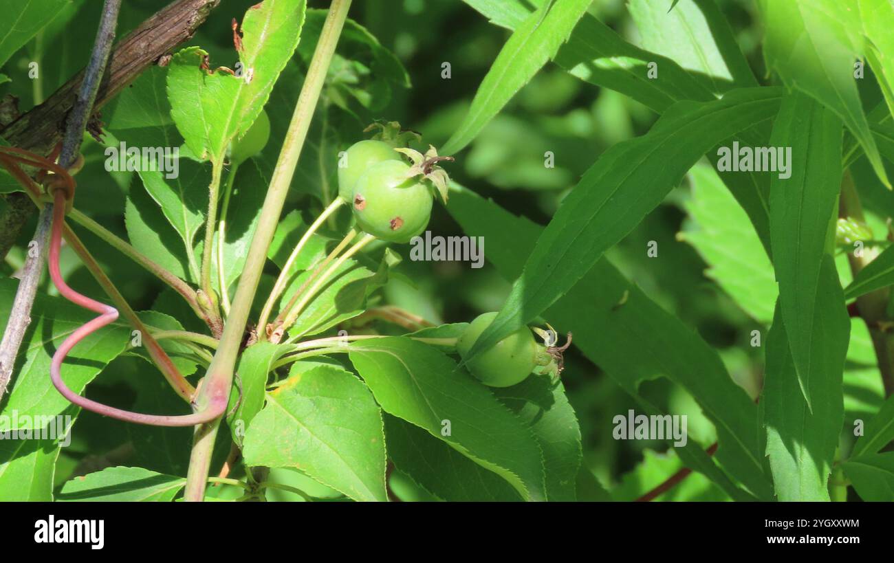 Siberian crabapple (Malus baccata Stock Photo - Alamy