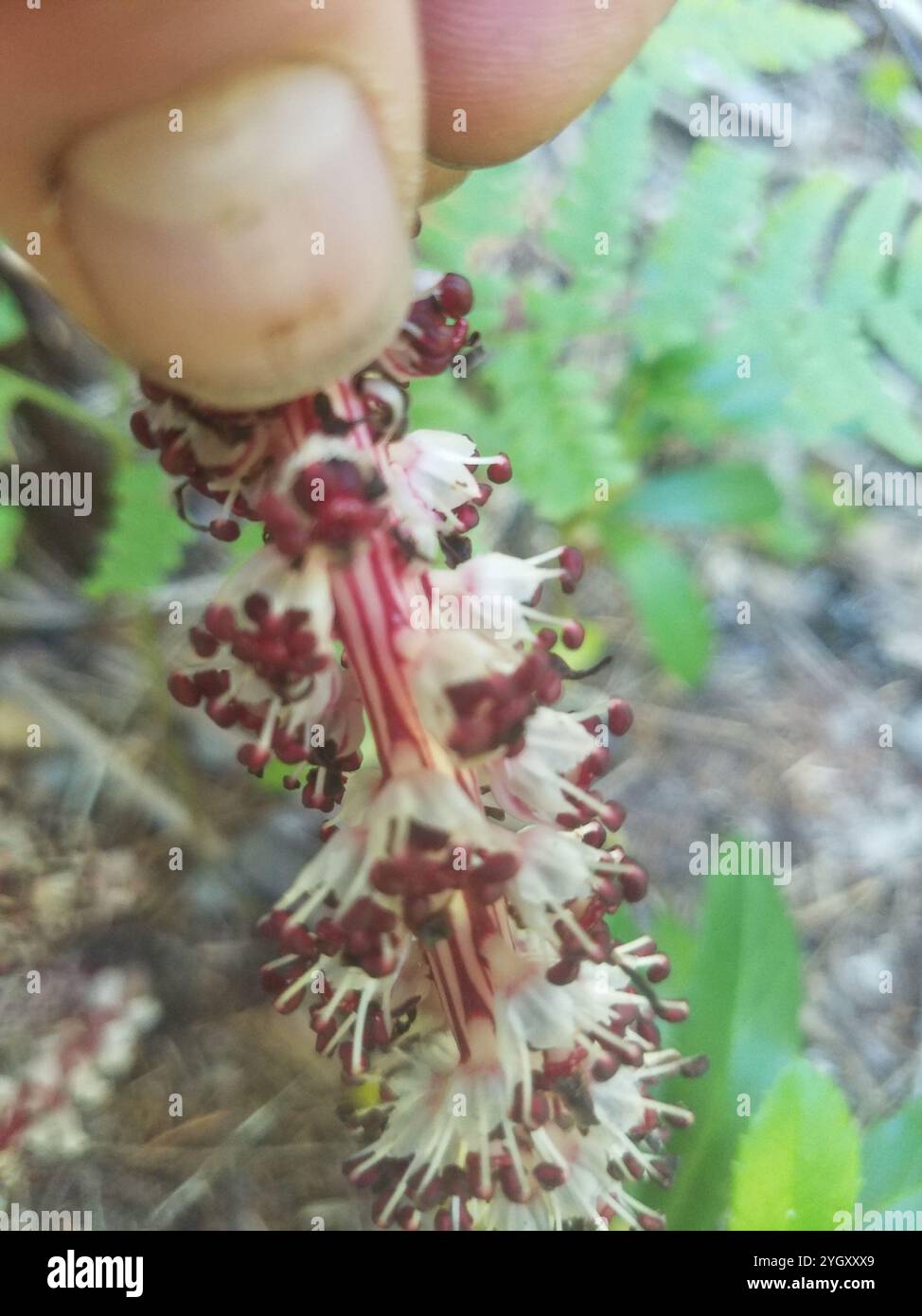 sugarstick (Allotropa virgata Stock Photo - Alamy