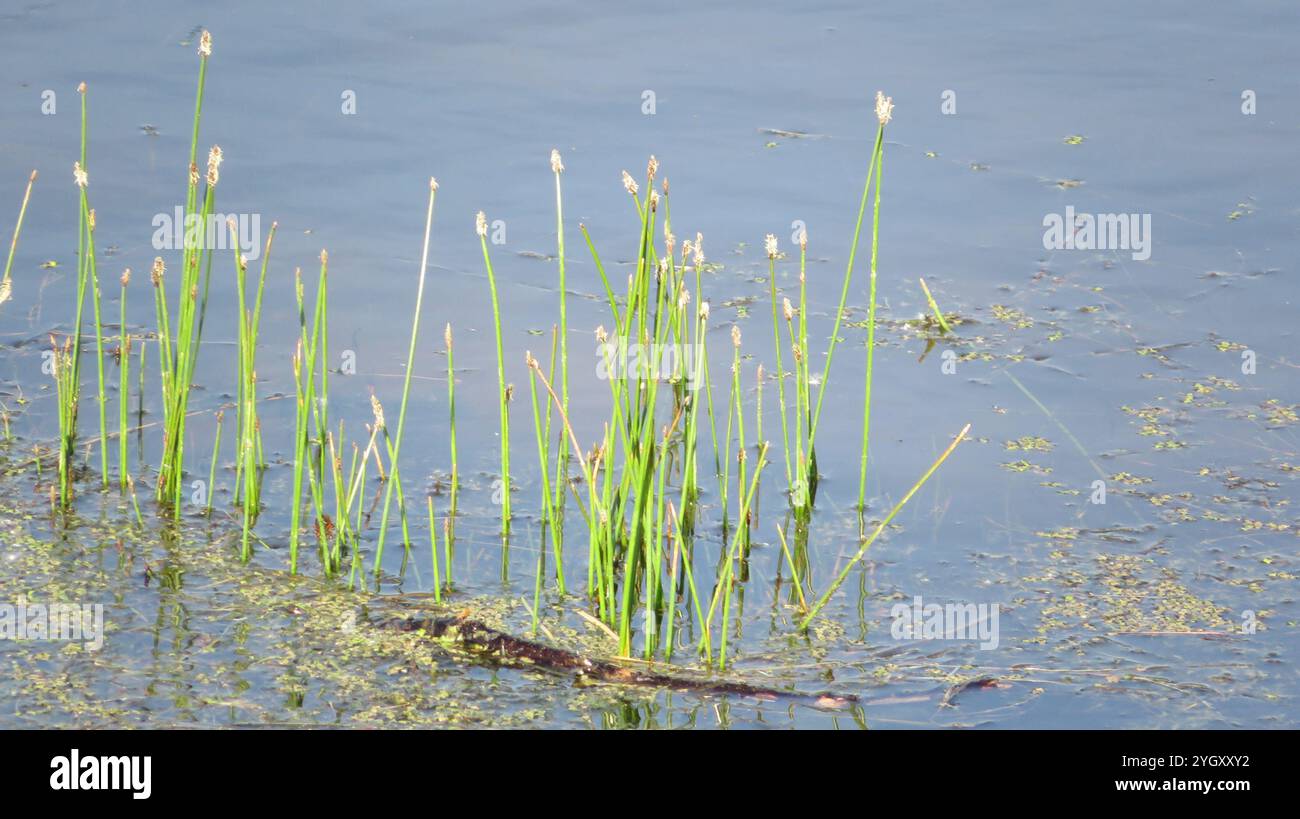 common spikerush (Eleocharis palustris Stock Photo - Alamy