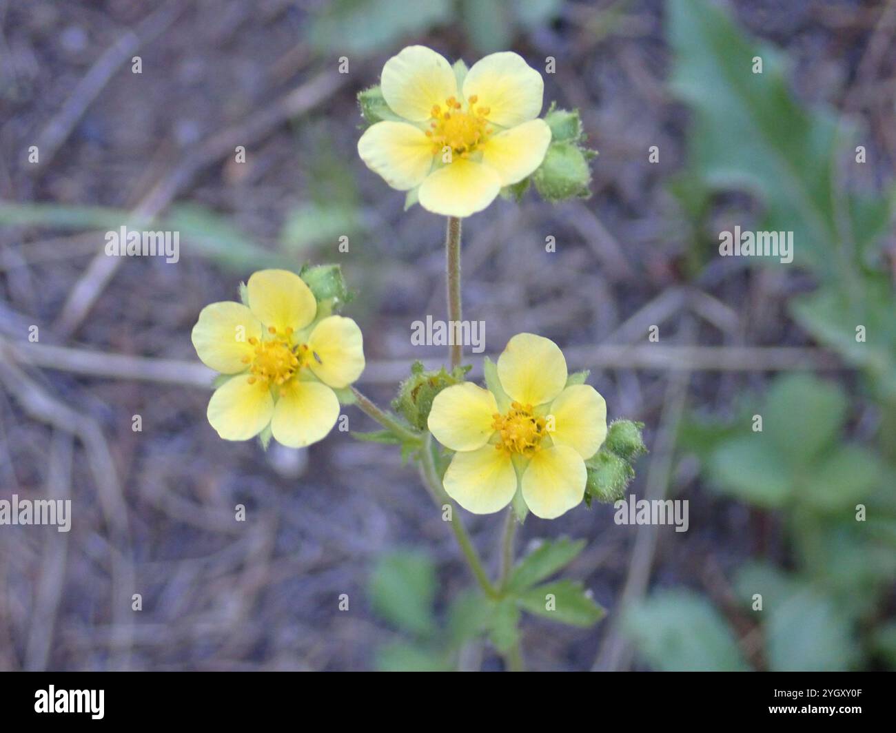 sierran woodbeauty (Drymocallis lactea lactea Stock Photo - Alamy