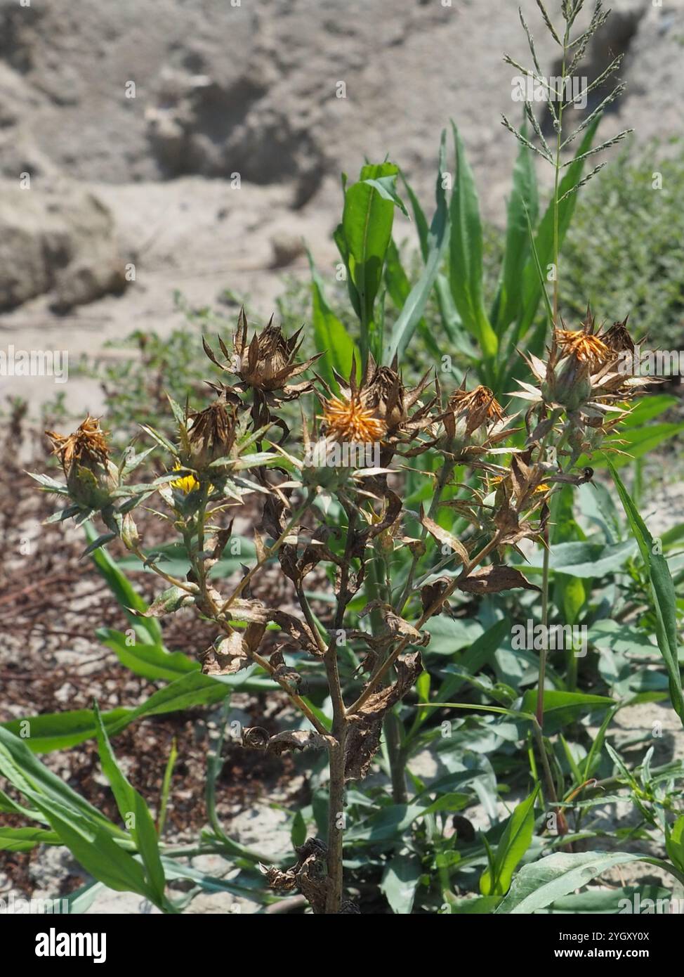 Safflower (Carthamus tinctorius Stock Photo - Alamy