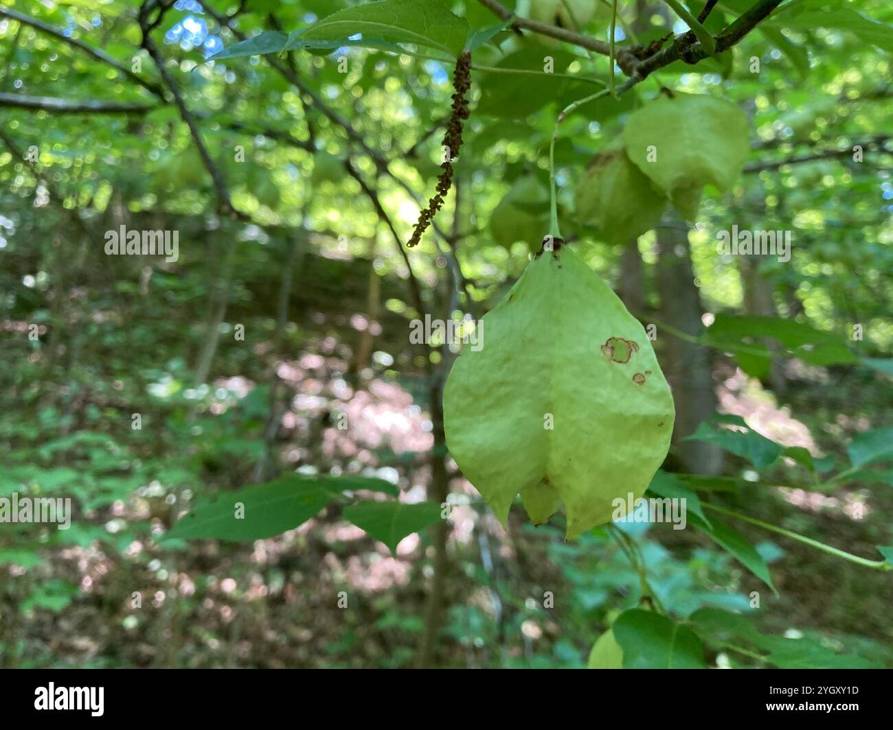 American bladdernut (Staphylea trifolia Stock Photo - Alamy