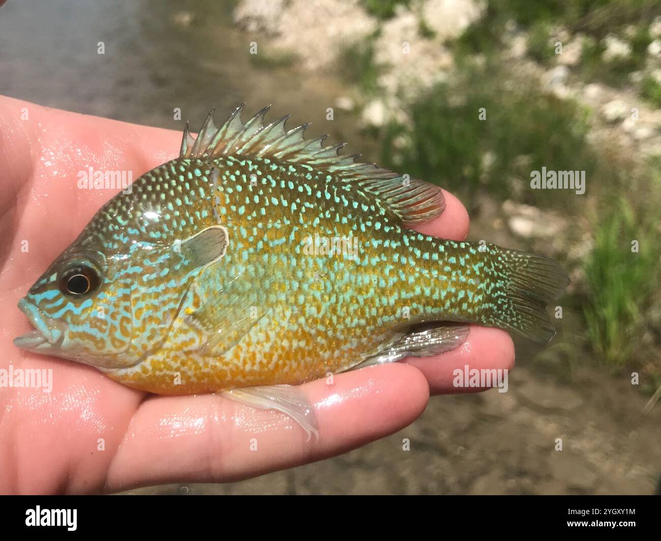 Plains Longear Sunfish (Lepomis aquilensis Stock Photo - Alamy
