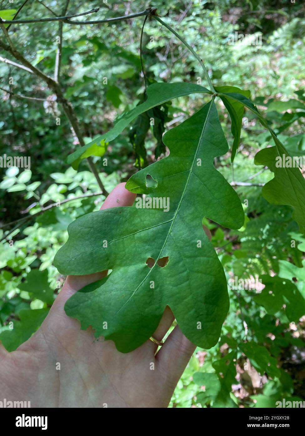 white oak (Quercus alba Stock Photo - Alamy
