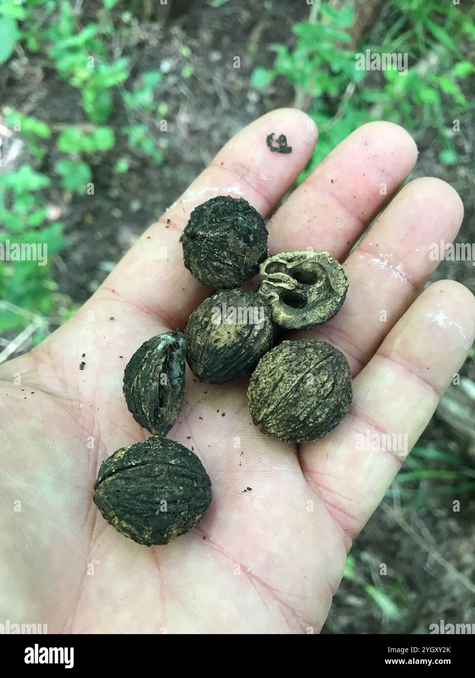 eastern black walnut (Juglans nigra Stock Photo - Alamy