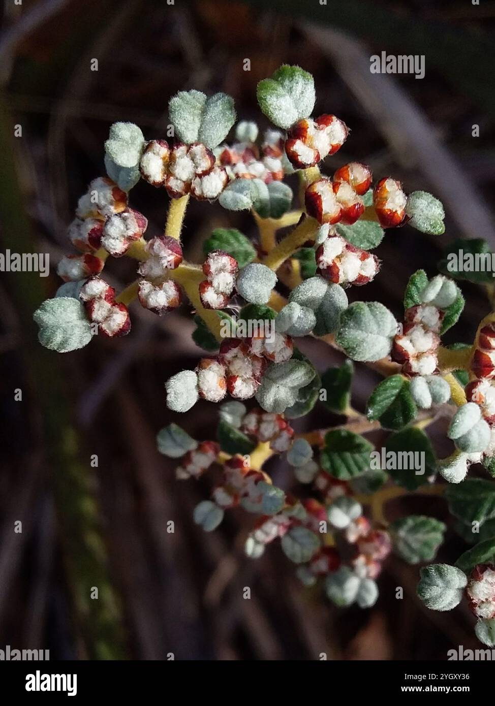 Spyridium hi-res stock photography and images - Alamy