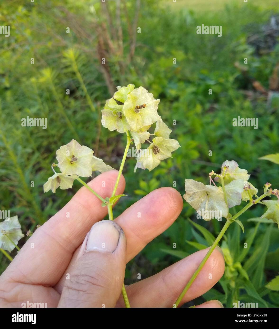 Wild Four o'Clock (Mirabilis nyctaginea Stock Photo - Alamy