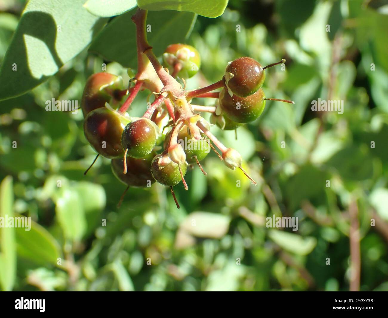 Common Manzanita (Arctostaphylos manzanita Stock Photo - Alamy