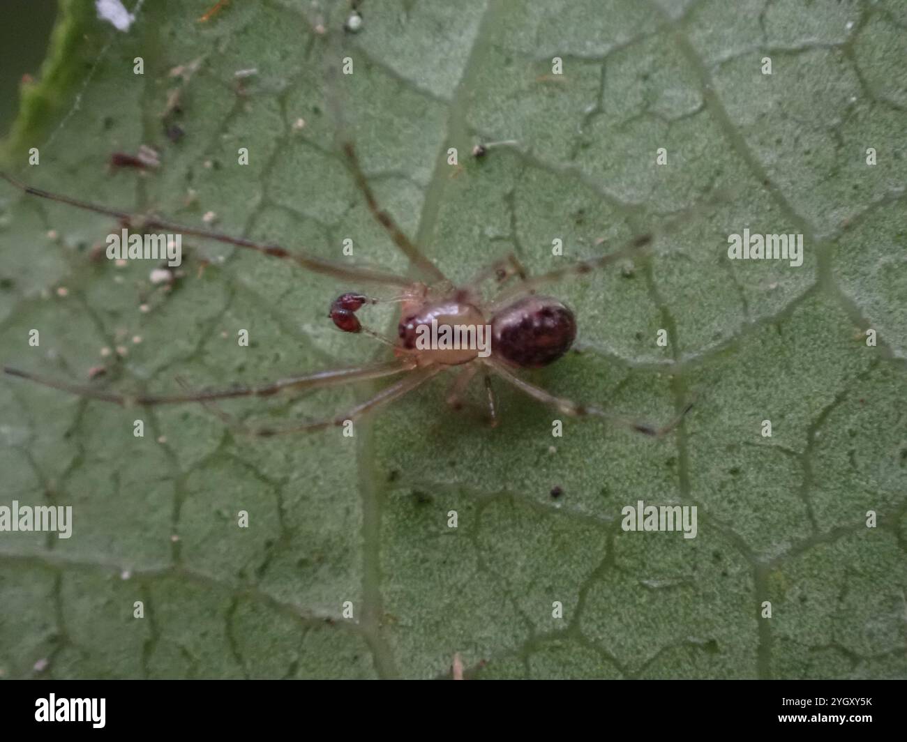 Comb-footed Spiders (Theridiidae Stock Photo - Alamy