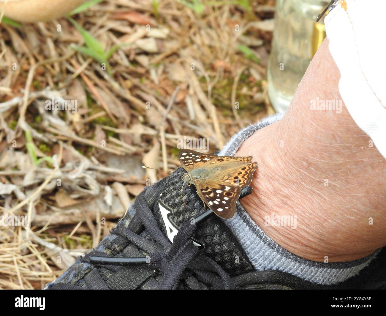 Hackberry Emperor (Asterocampa celtis Stock Photo - Alamy