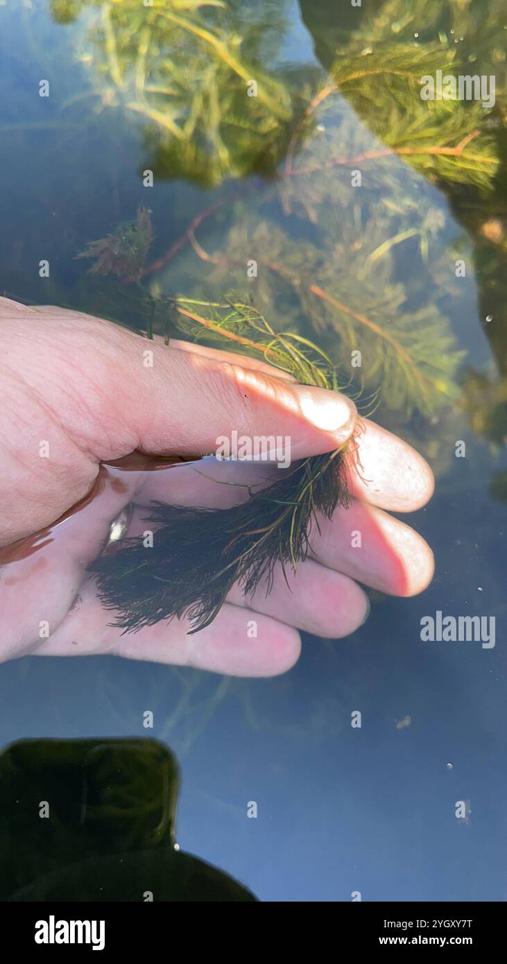 Eurasian water-milfoil (Myriophyllum spicatum Stock Photo - Alamy